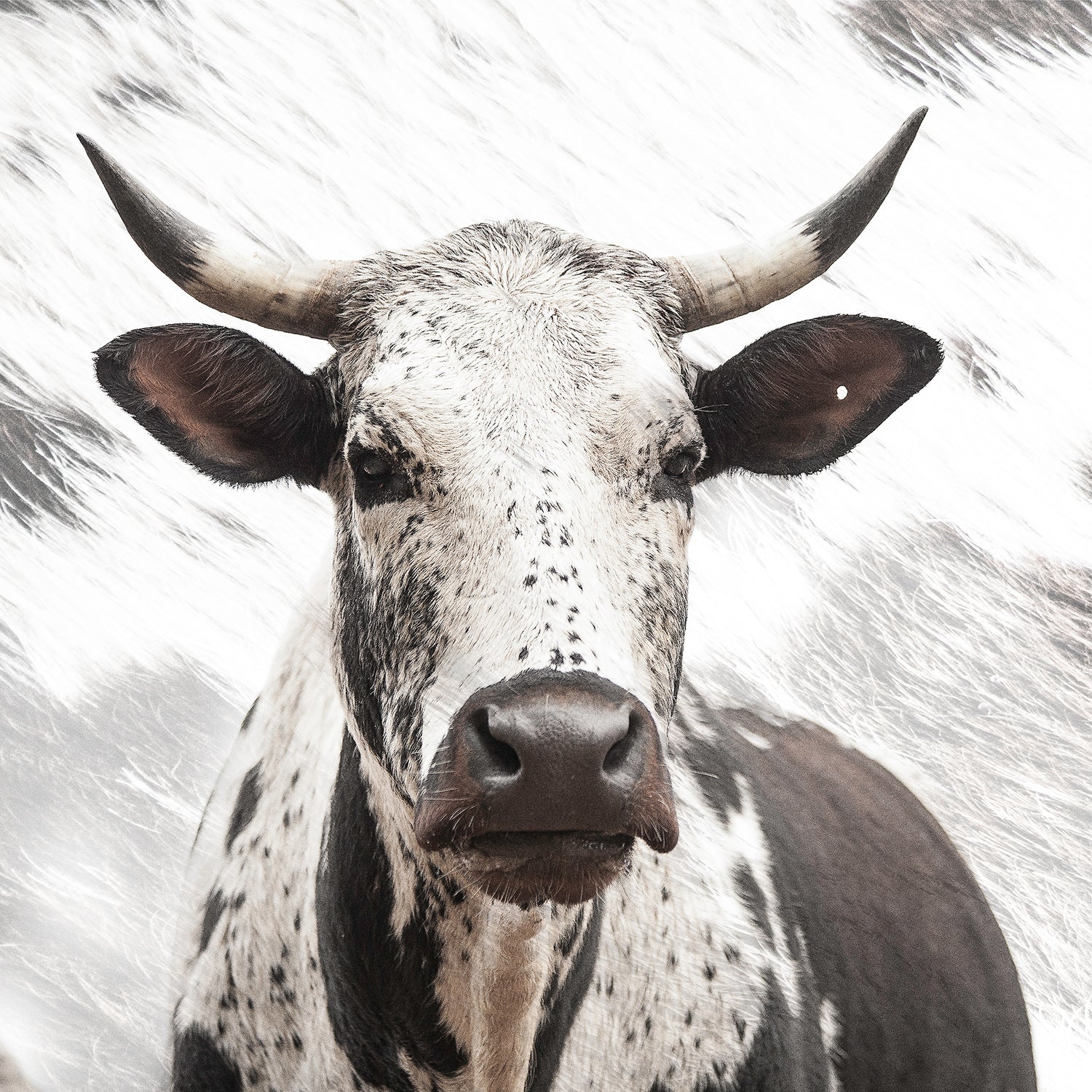 Nguni Series – Francoise V Fine Art